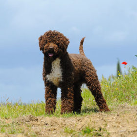 LAGOTTO ROMAGNOLO: razza, origini, carattere e prezzo - PerPets