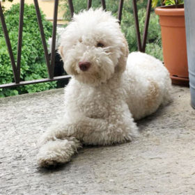 LAGOTTO ROMAGNOLO: razza, origini, carattere e prezzo - PerPets